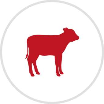 Icone de veau 500×500 – Micha Food – Viandes Casher